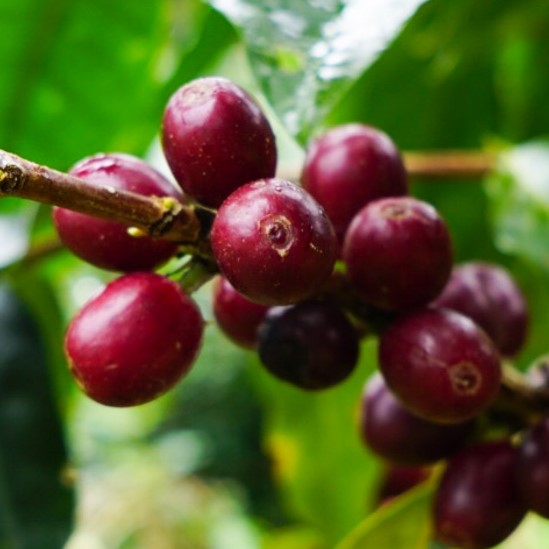 Origins of Coffee Flavor - Trail Blaze Coffee